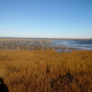 International NNBF Guidelines Project - Engineering With Nature