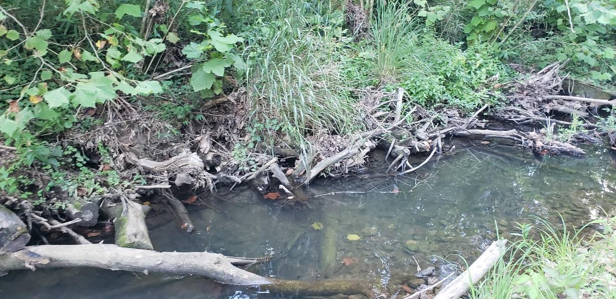 Bioengineering Field Site Reconnaissance - Engineering With Nature